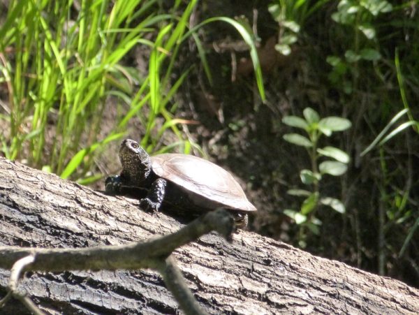 Les Pistes de Robin : jeu découverte au Coeur de la nature à Mios ...